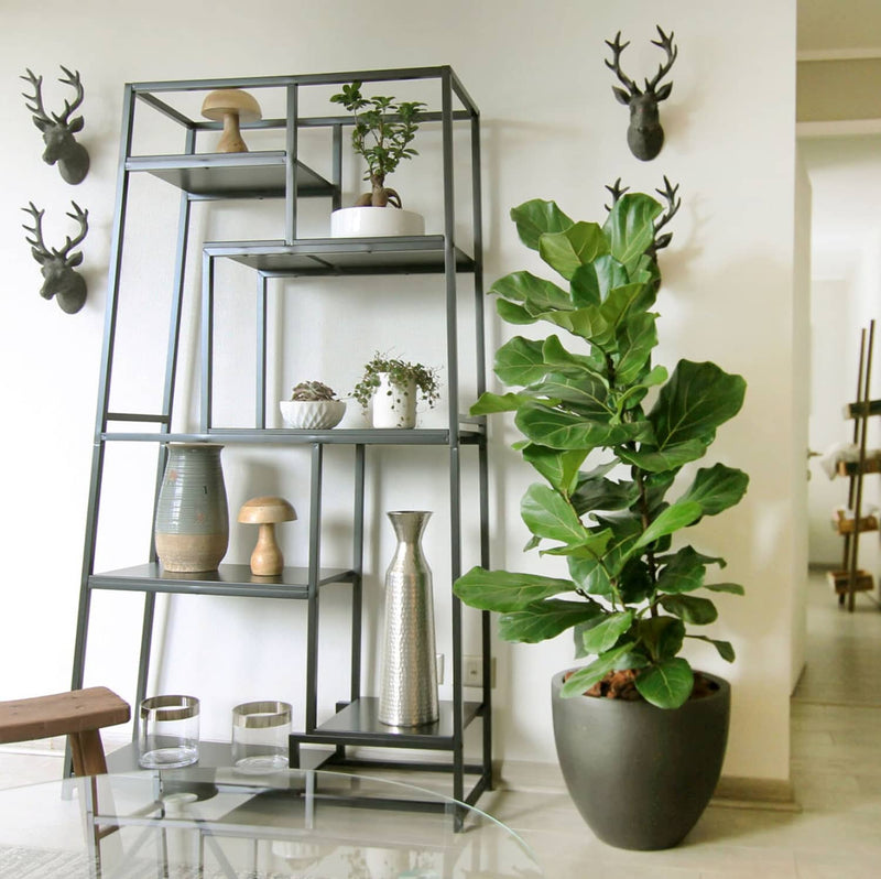 Decoplantas – DECOPLANTAS