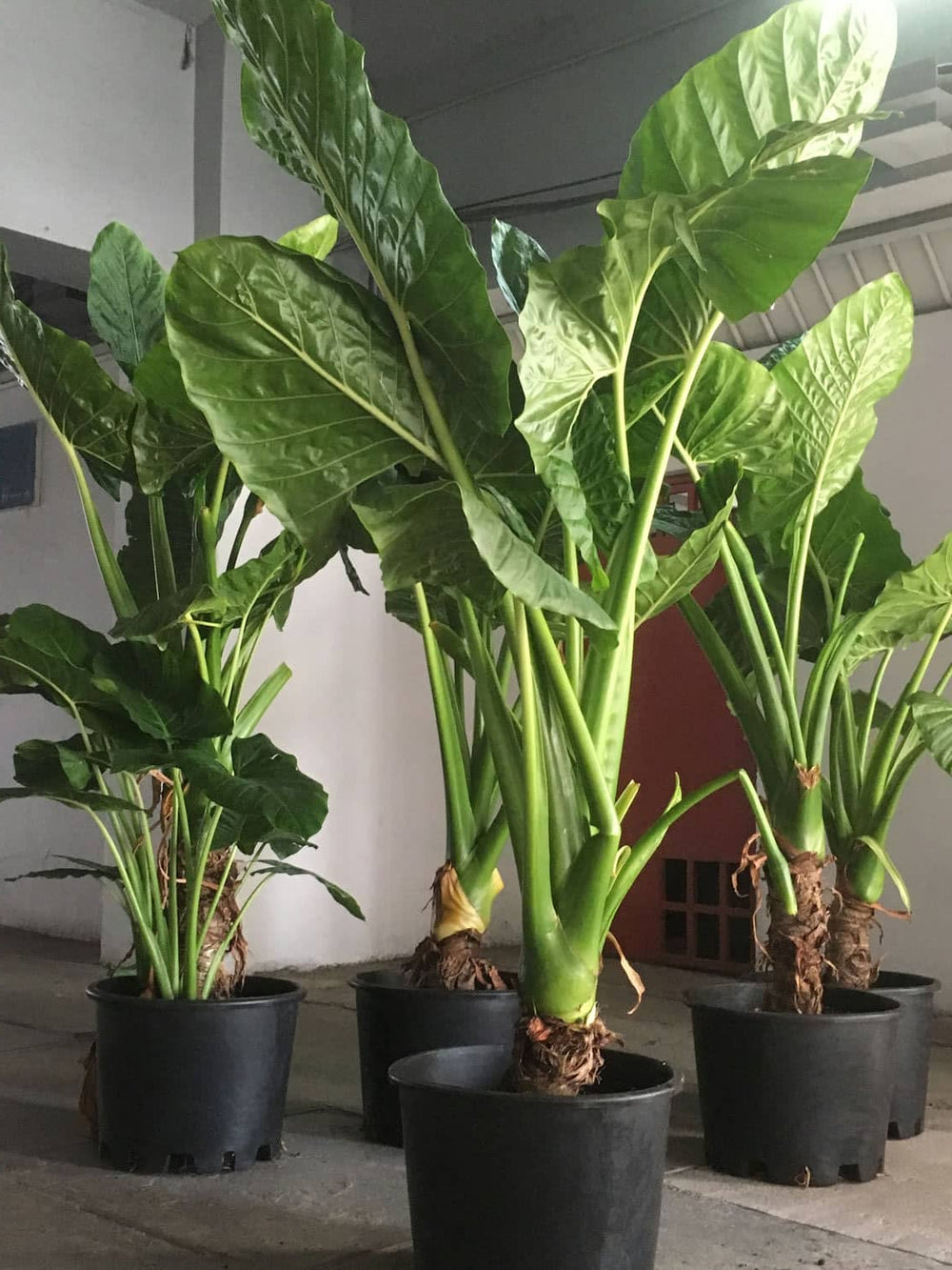 Manto de eva – DECOPLANTAS