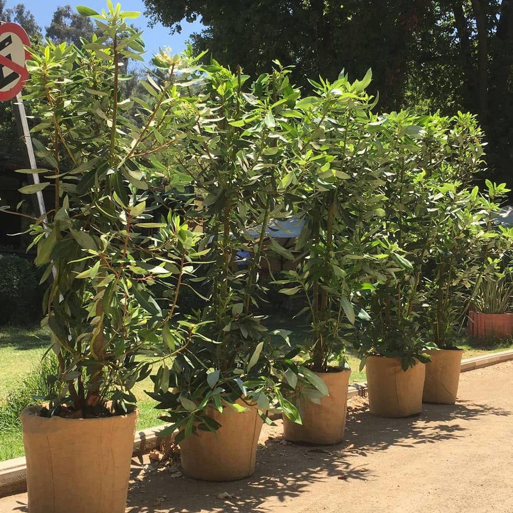 Canelo – DECOPLANTAS