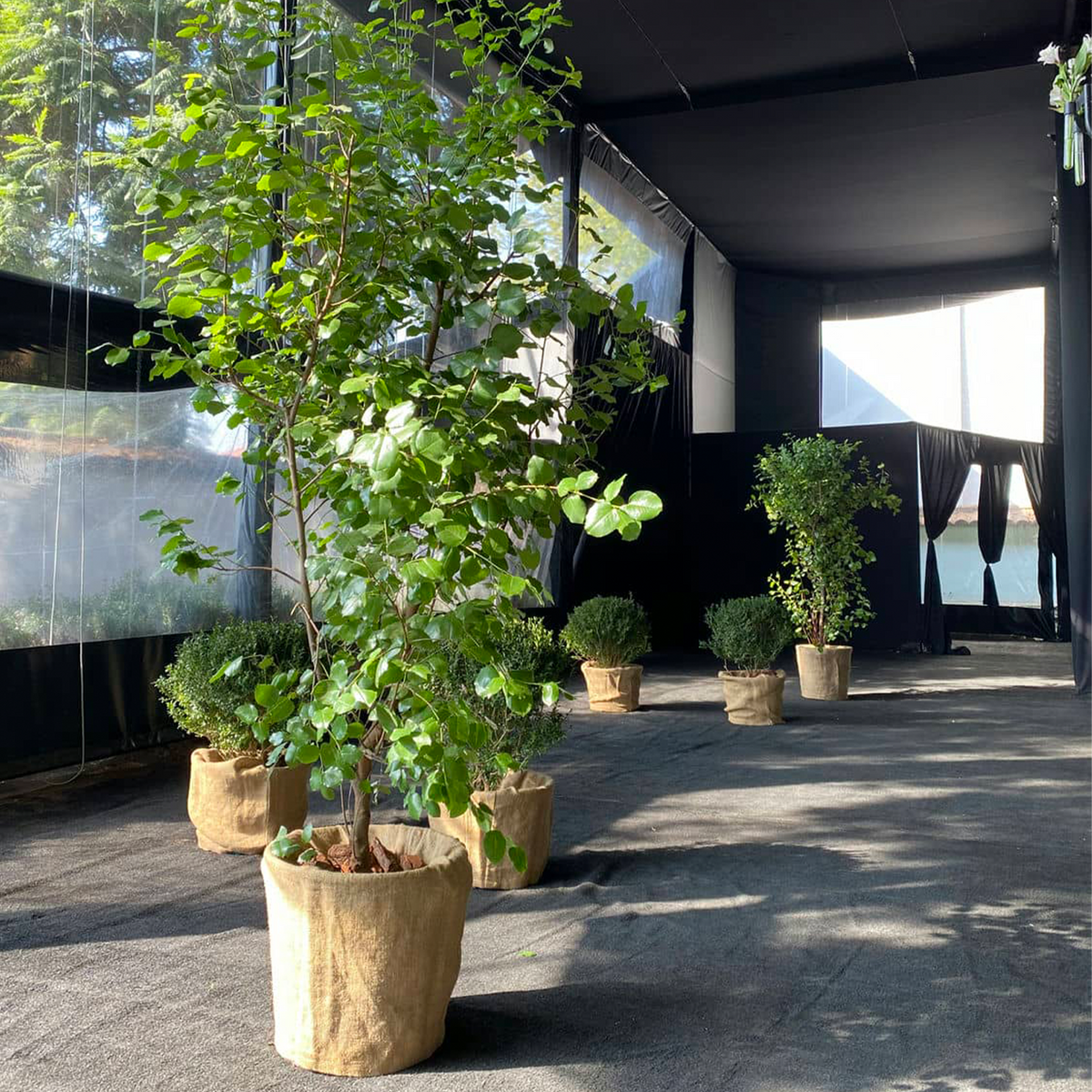 Prunus – DECOPLANTAS