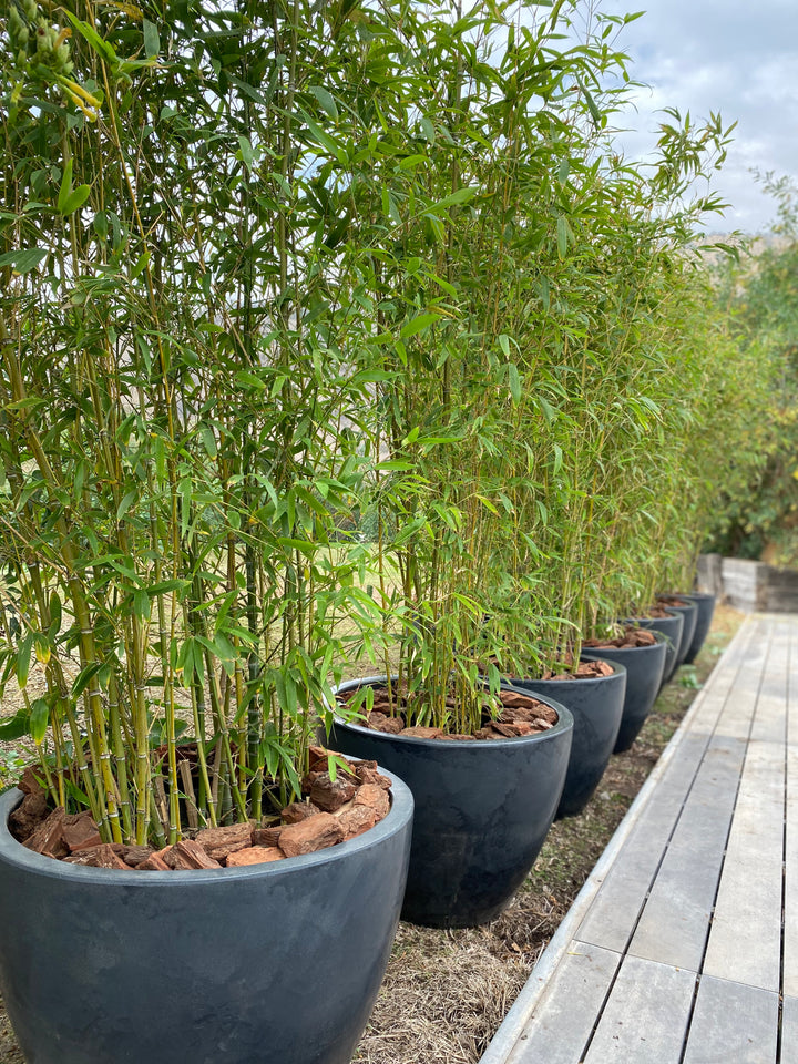 Decoplantas – DECOPLANTAS